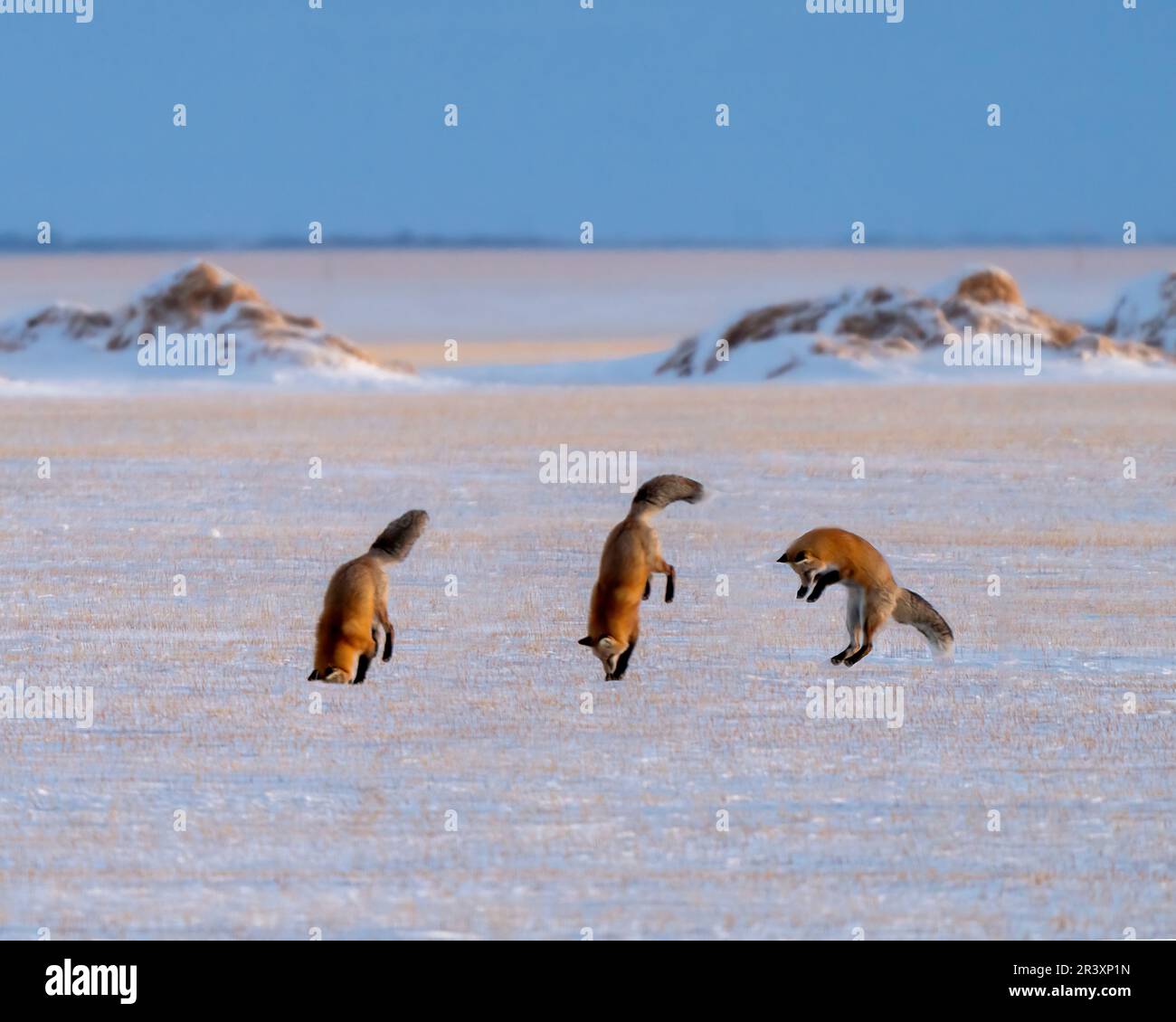 Wild Red Fox Jumping Stock Photo - Alamy