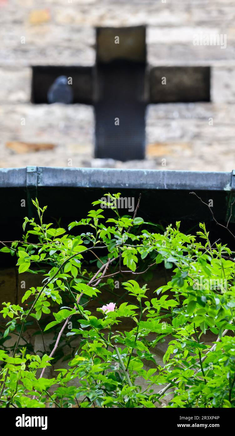 Hildesheim, Germany. 25th May, 2023. A first tentative rose blooms at ...