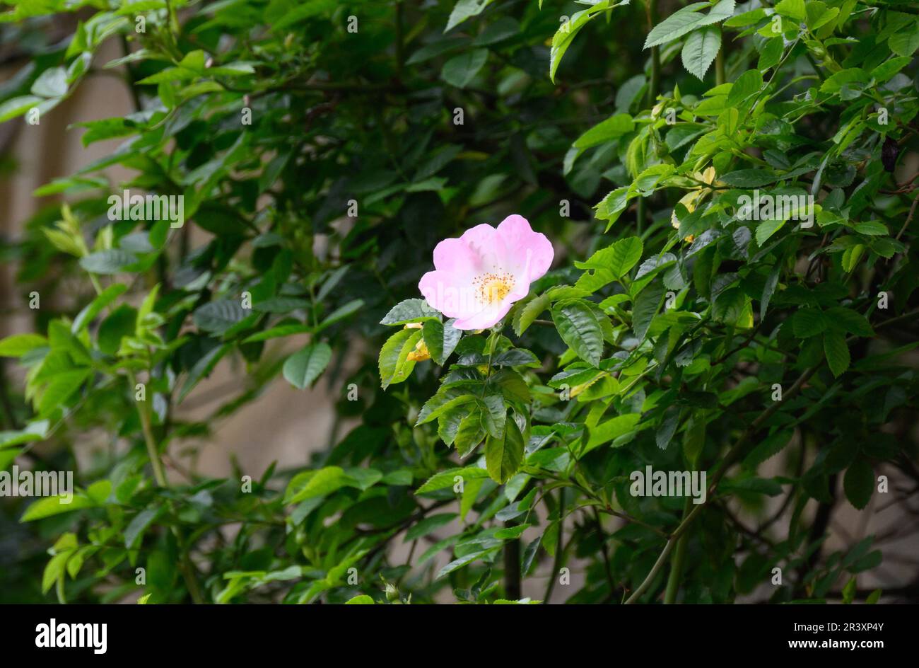 Hildesheim, Germany. 25th May, 2023. A rose blooms at the "1000-year ...