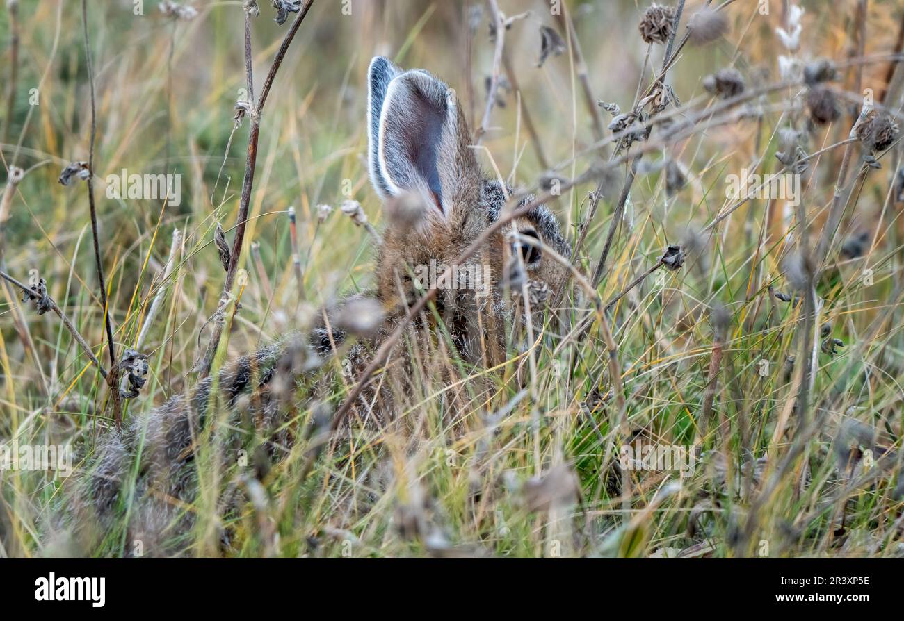 Hidden in grass hi-res stock photography and images - Alamy