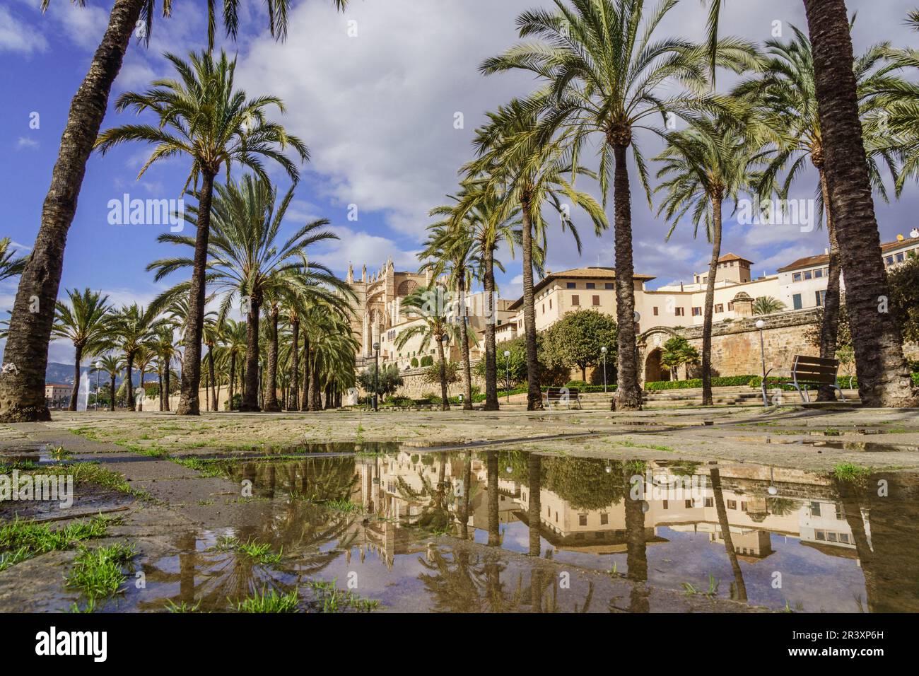 Palma de la isla del mar hi-res stock photography and images - Alamy