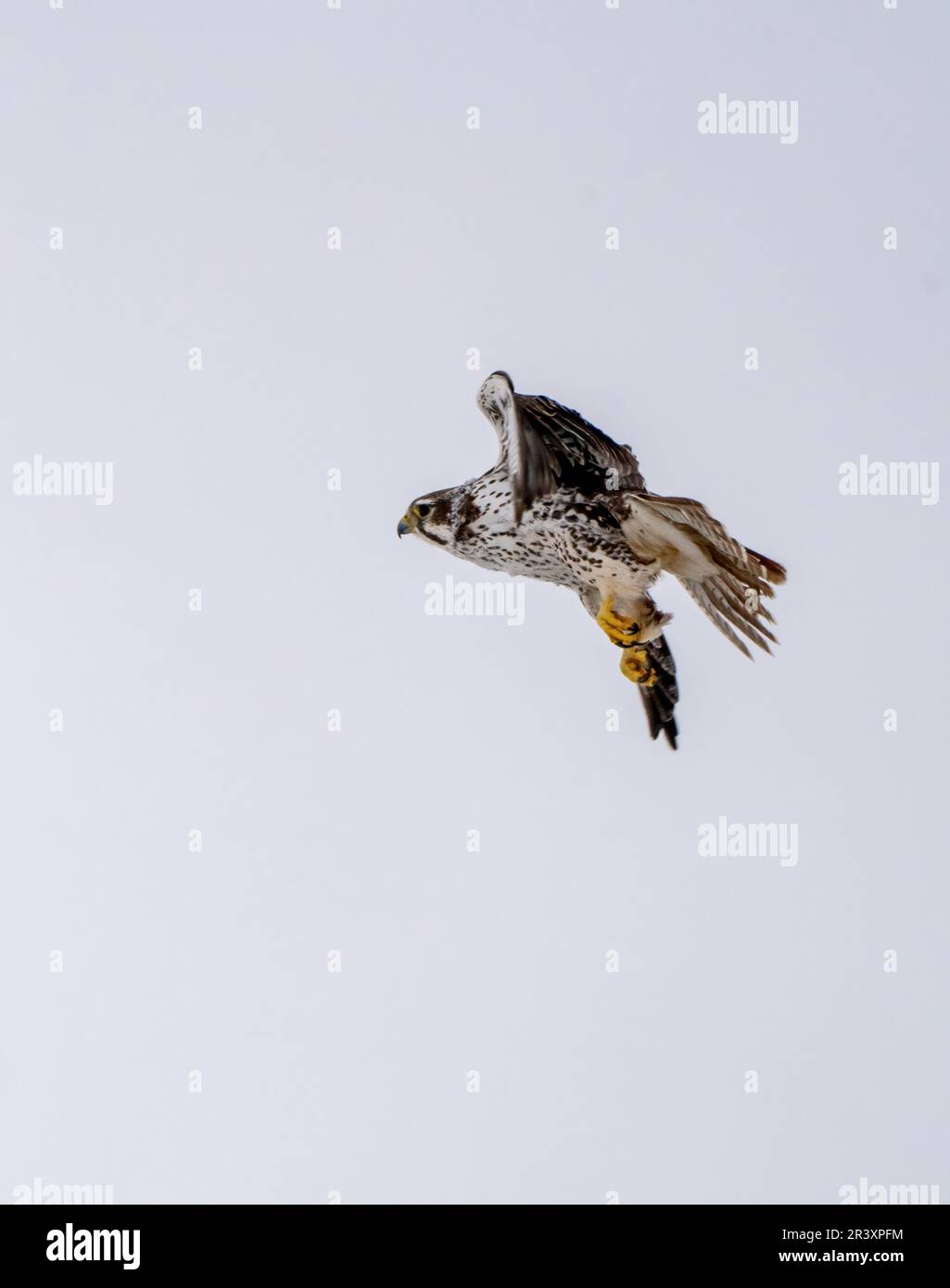 Peregrine falcon in flight hi-res stock photography and images - Alamy