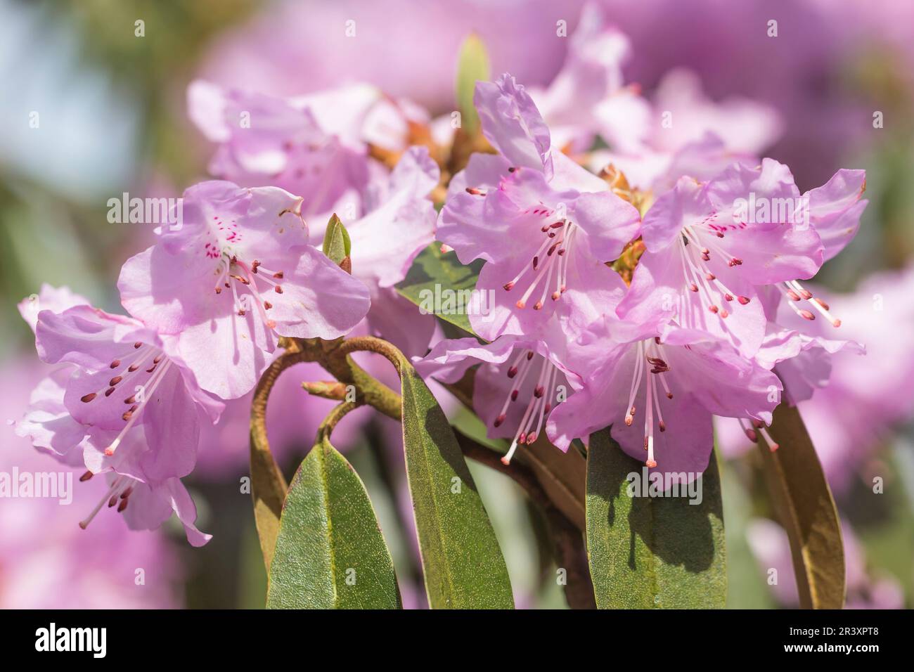 Rhododendron rubiginosum, a Rhododendron species in spring, Germany ...