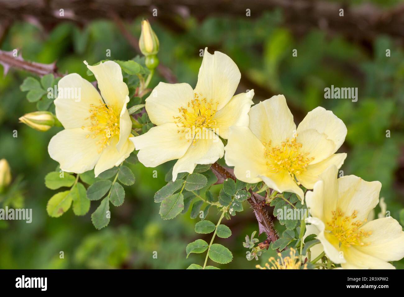 Chinesische gold rose hi-res stock photography and images - Alamy