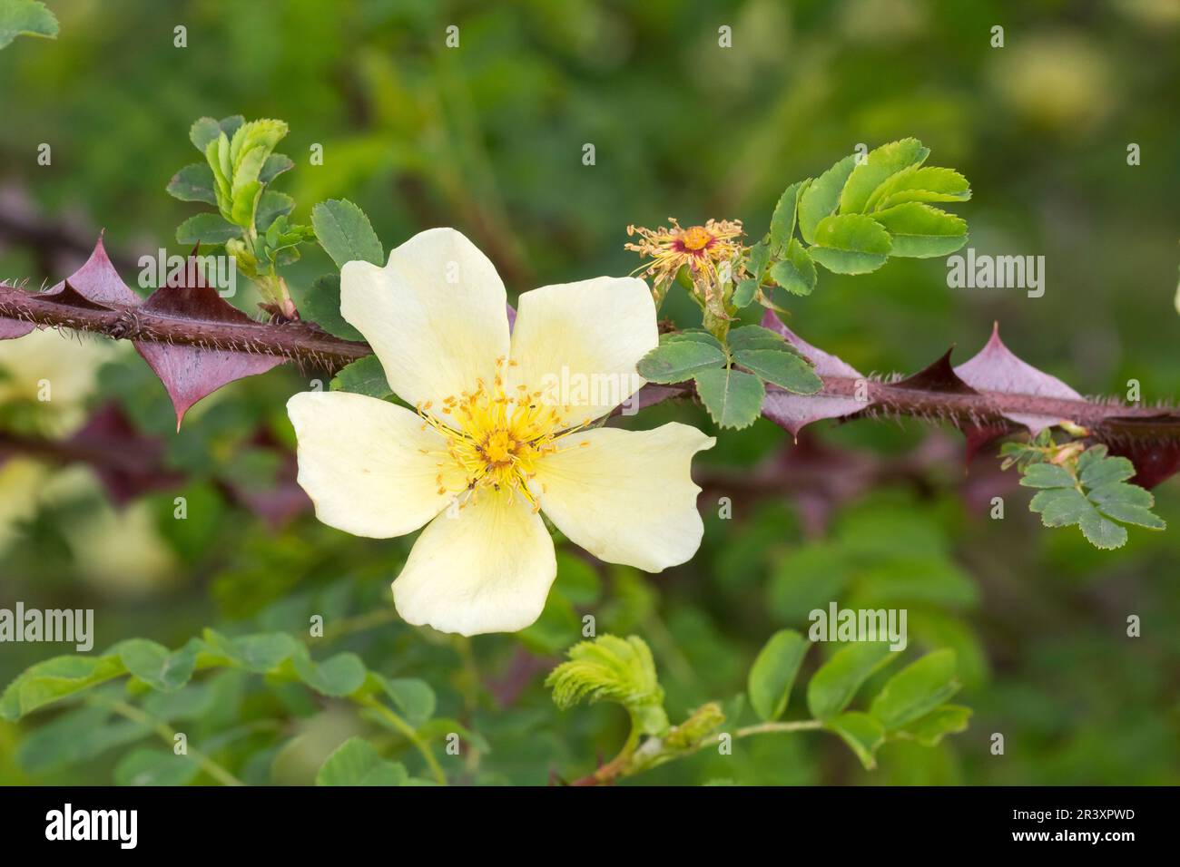 Rosa xanthina, form hugonis, Rosa hugonis, known as Father Hugos's rose ...
