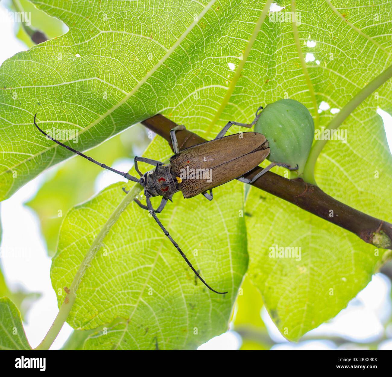 Tree borer (Batocera rufomaculata) clutching on a fig tree Stock Photo ...
