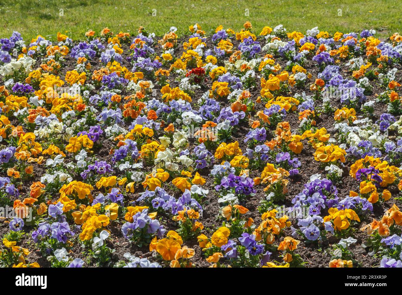 Flower bed with Pansies, Viola wittrockiana, known as Garden-Pansy ...