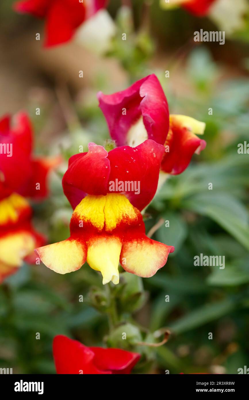 Antirrhinum majus, known as Snapdragon, Common snapdragon Stock Photo ...
