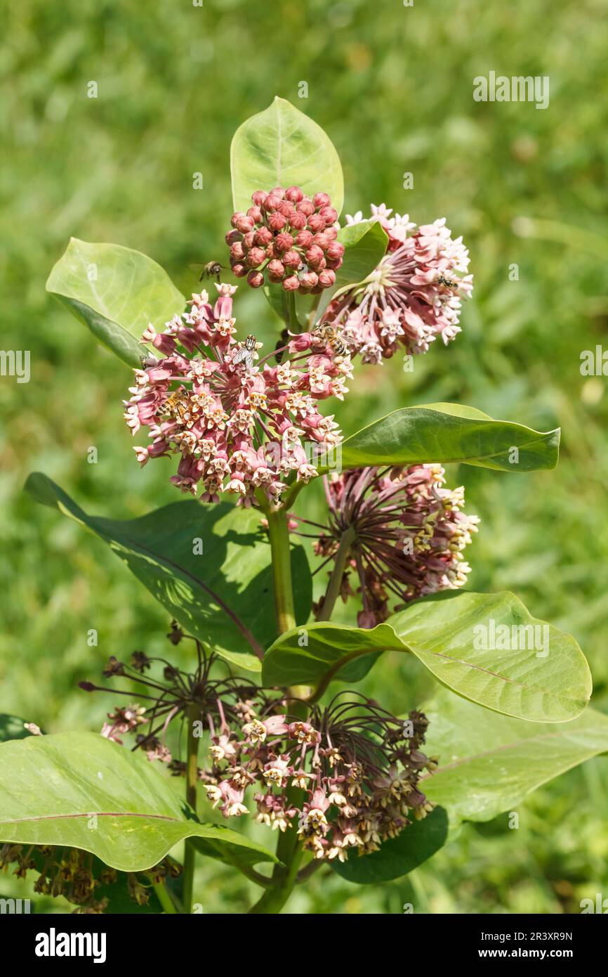 Asclepias syriaca, known as Silkweed, Butterfly flower, Common milkweed ...
