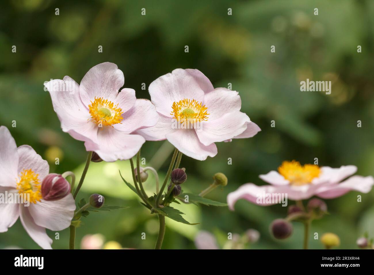 Anemone hupehensis, known as Chinese anemone, Japanese anemone ...