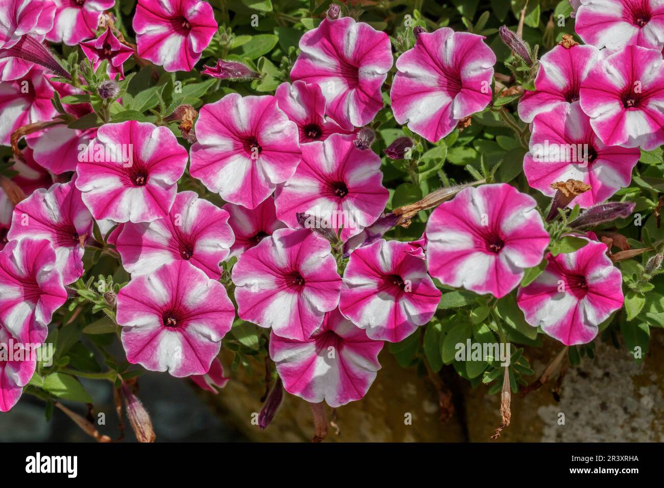 Common petunia hi-res stock photography and images - Alamy