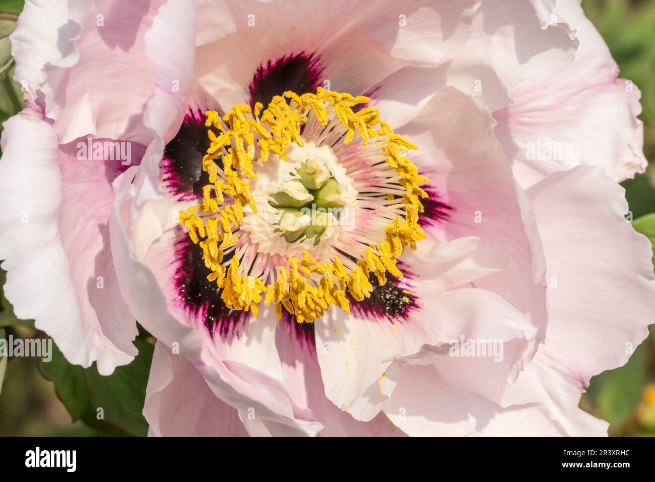 Paeonia suffruticosa, known as Snowy pagoda, Rock's tree peony, Rock's ...