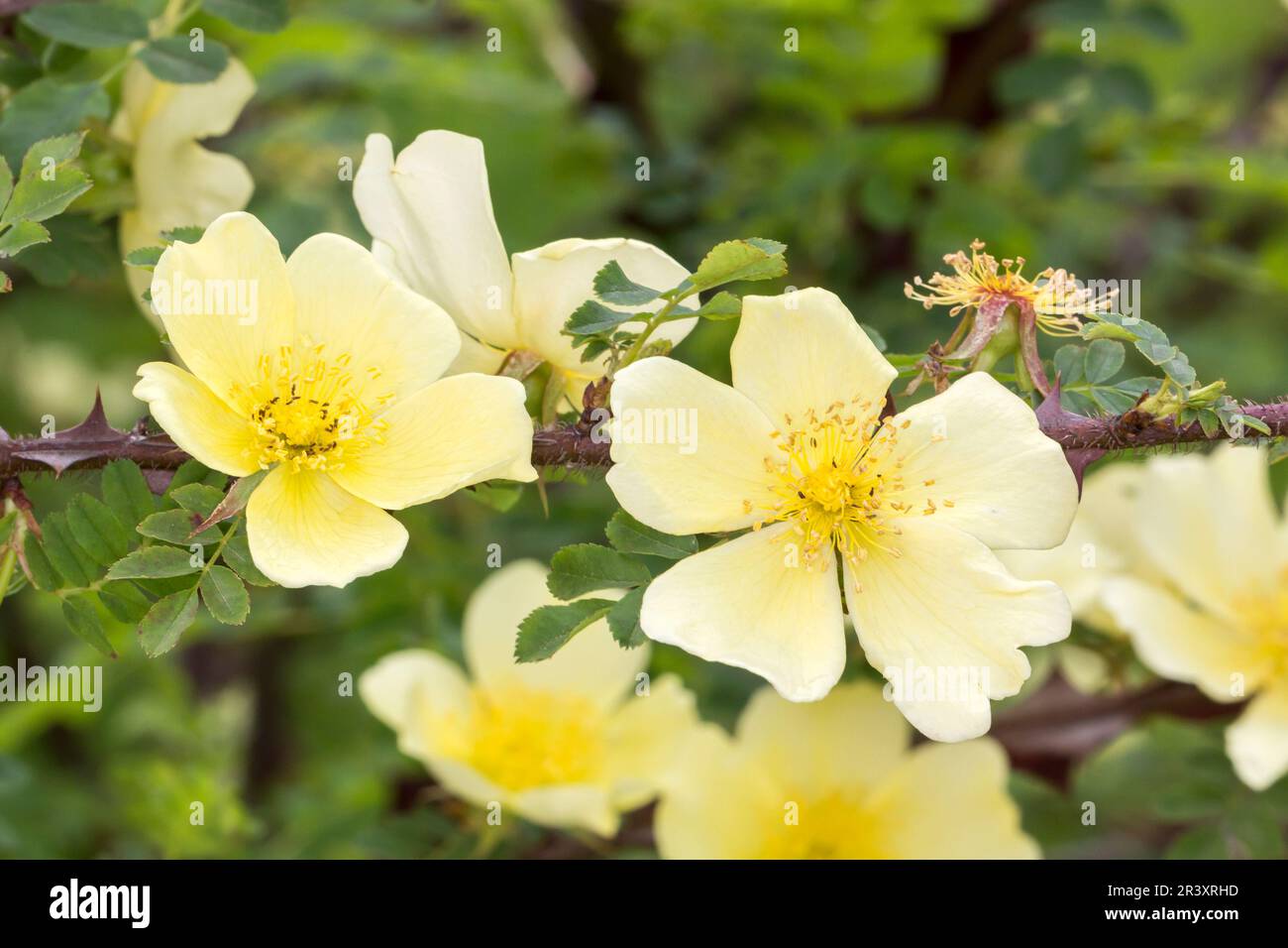 Father hugoss rose hi-res stock photography and images - Alamy