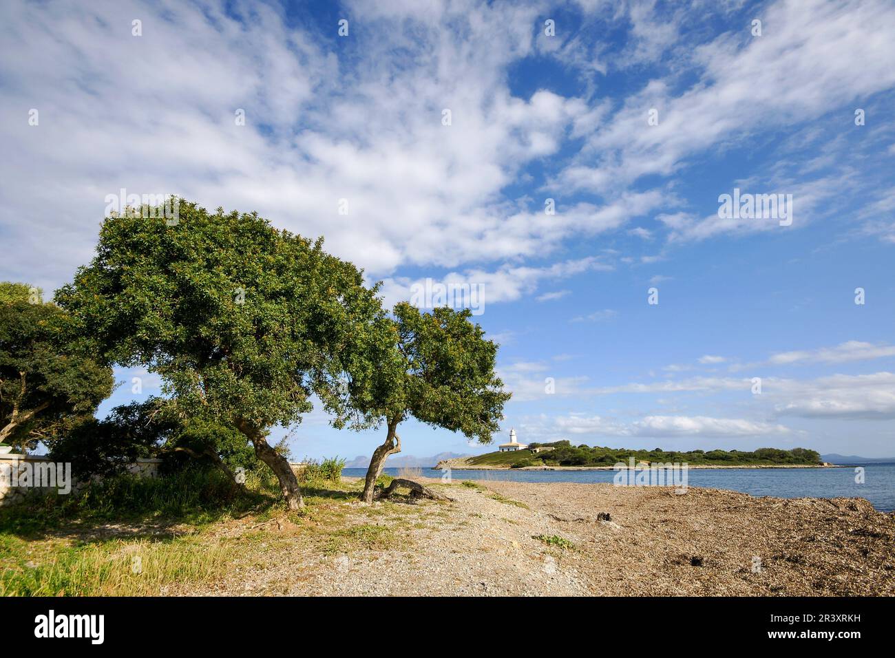 Playa de Alcanada.Alcudia.Mallorca.Baleares.España Stock Photo - Alamy