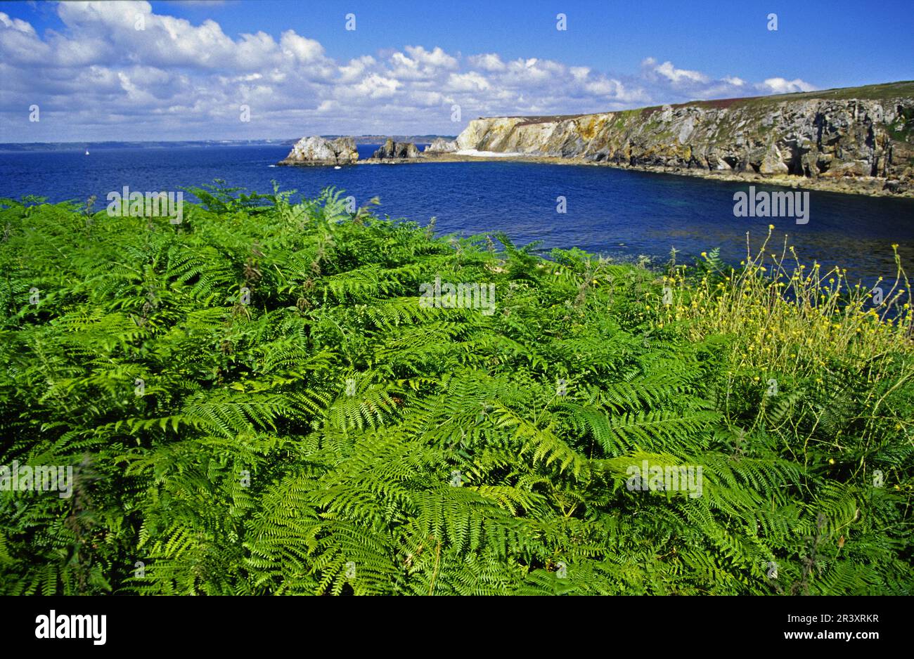 Helechos en la Punta Toulinguet. Ensenada de Pen-Hat. Senda G.R.34 ...