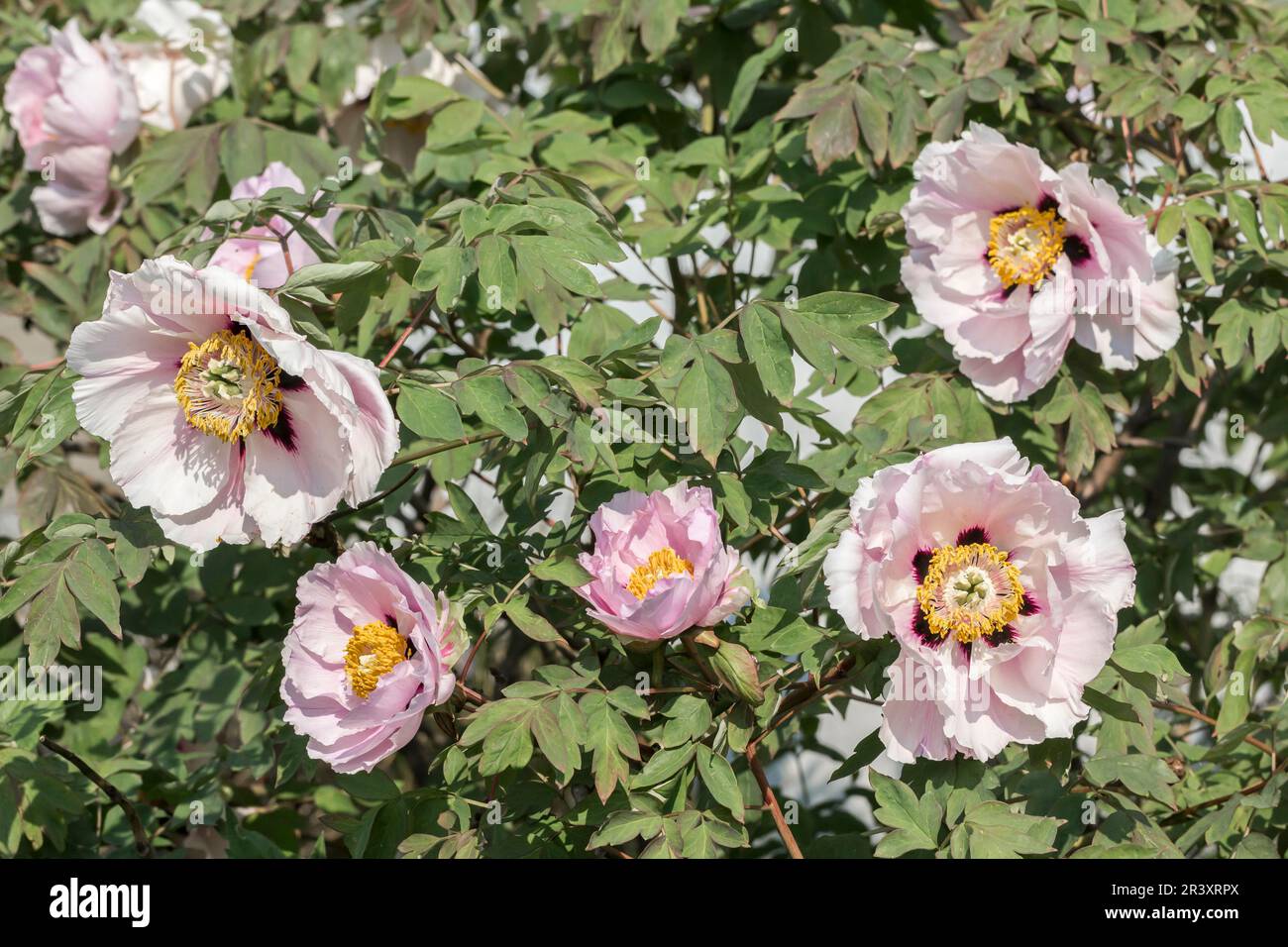 Paeonia suffruticosa, known as Snowy pagoda, Rock's tree peony, Rock's ...