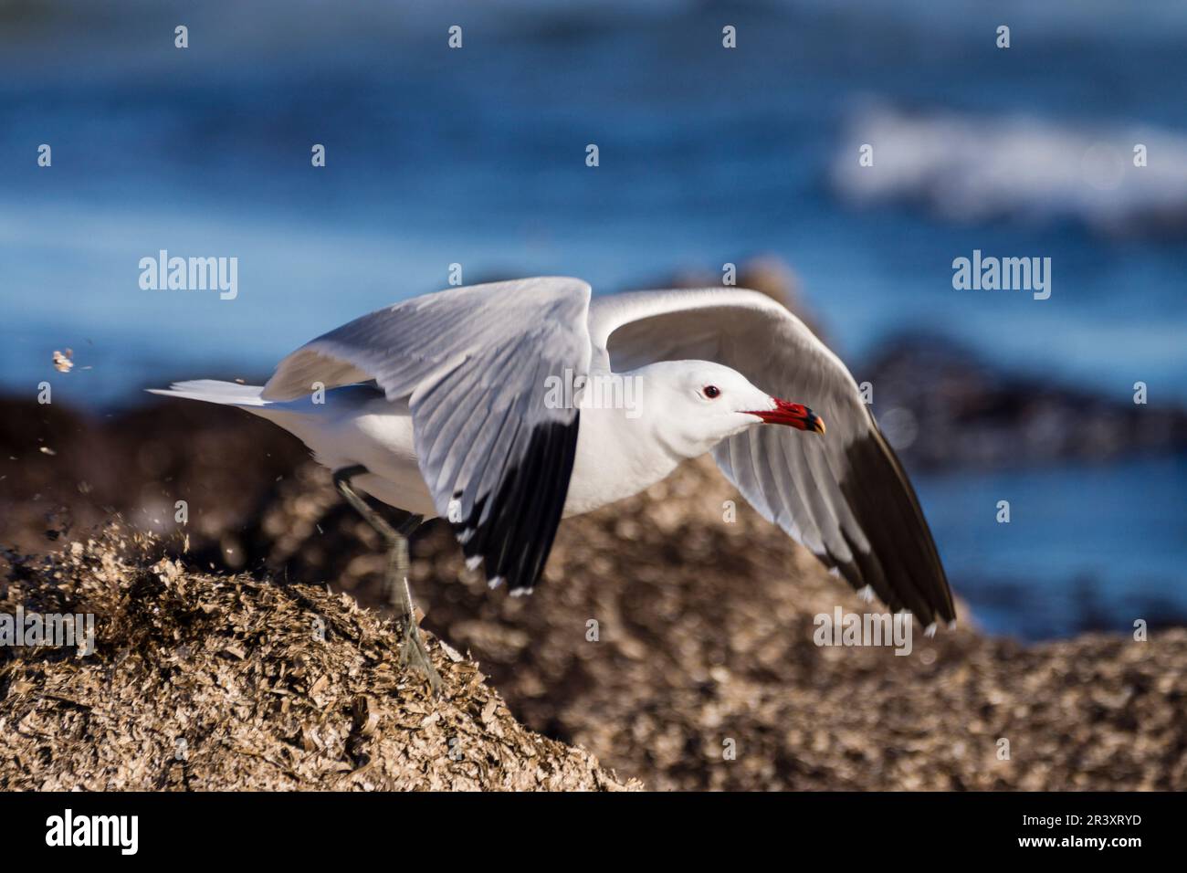 La familia laridae hi-res stock photography and images - Alamy