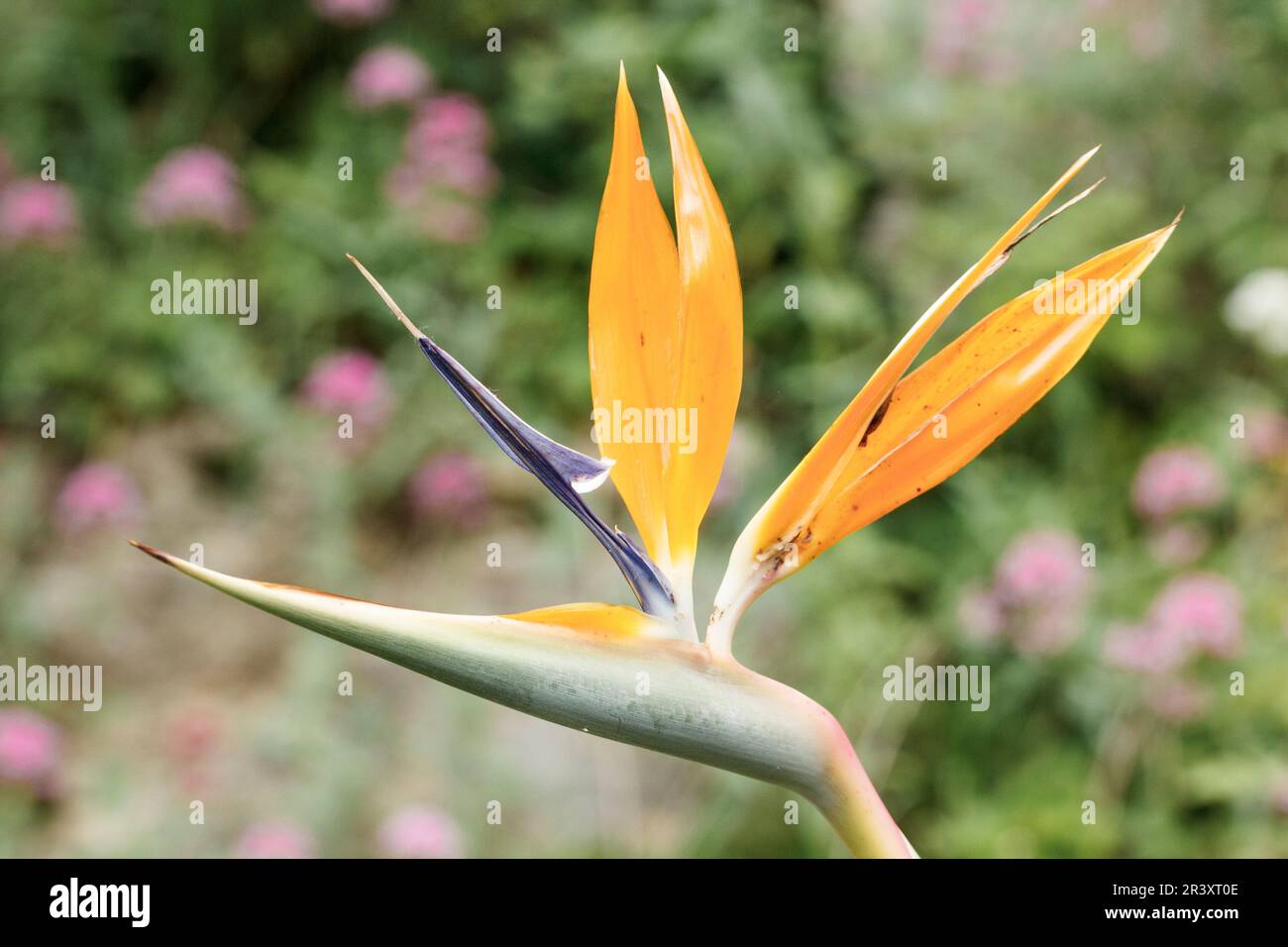 Strelitzia reginae, known as Bird of paradise, Crane lily, Crane flower ...