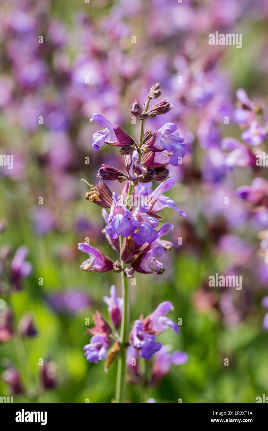 Salvia officinalis, known as Garden sage, Common sage, Culinary sage ...