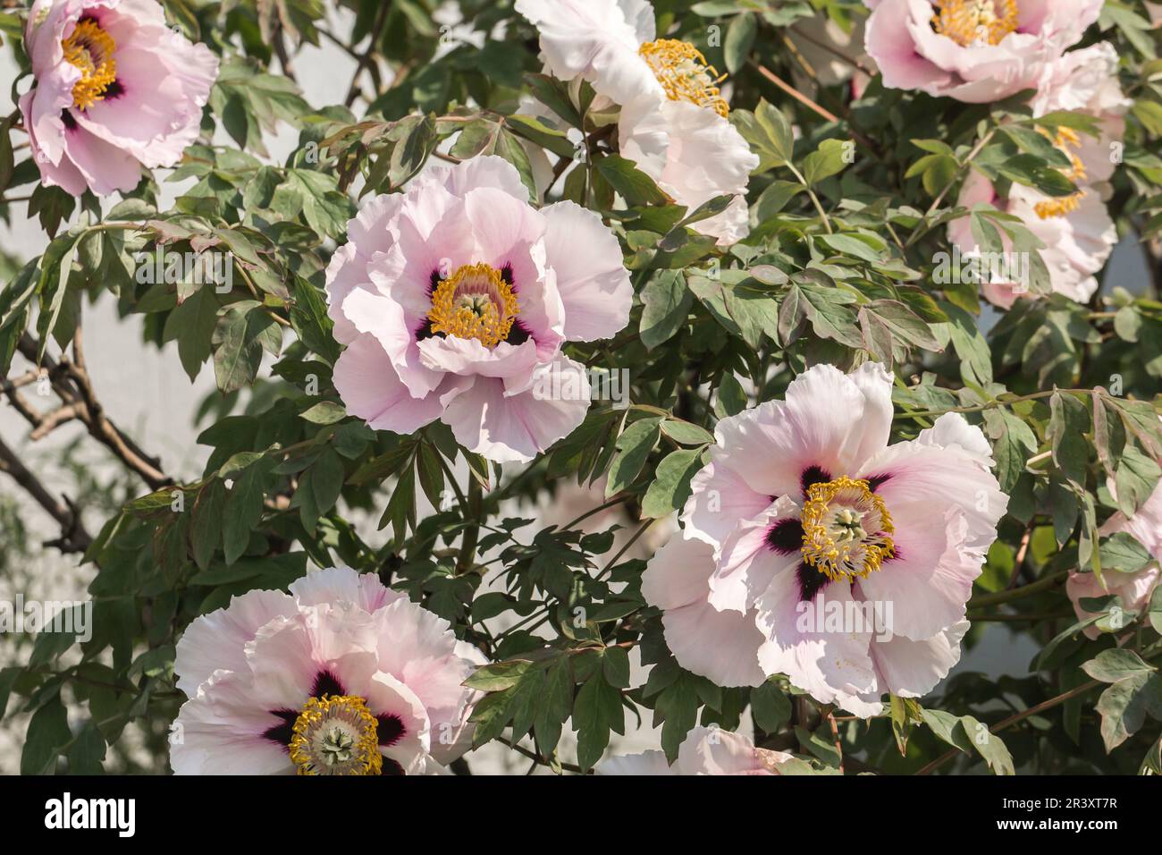 Paeonia suffruticosa, known as Snowy pagoda, Rock's tree peony, Rock's ...