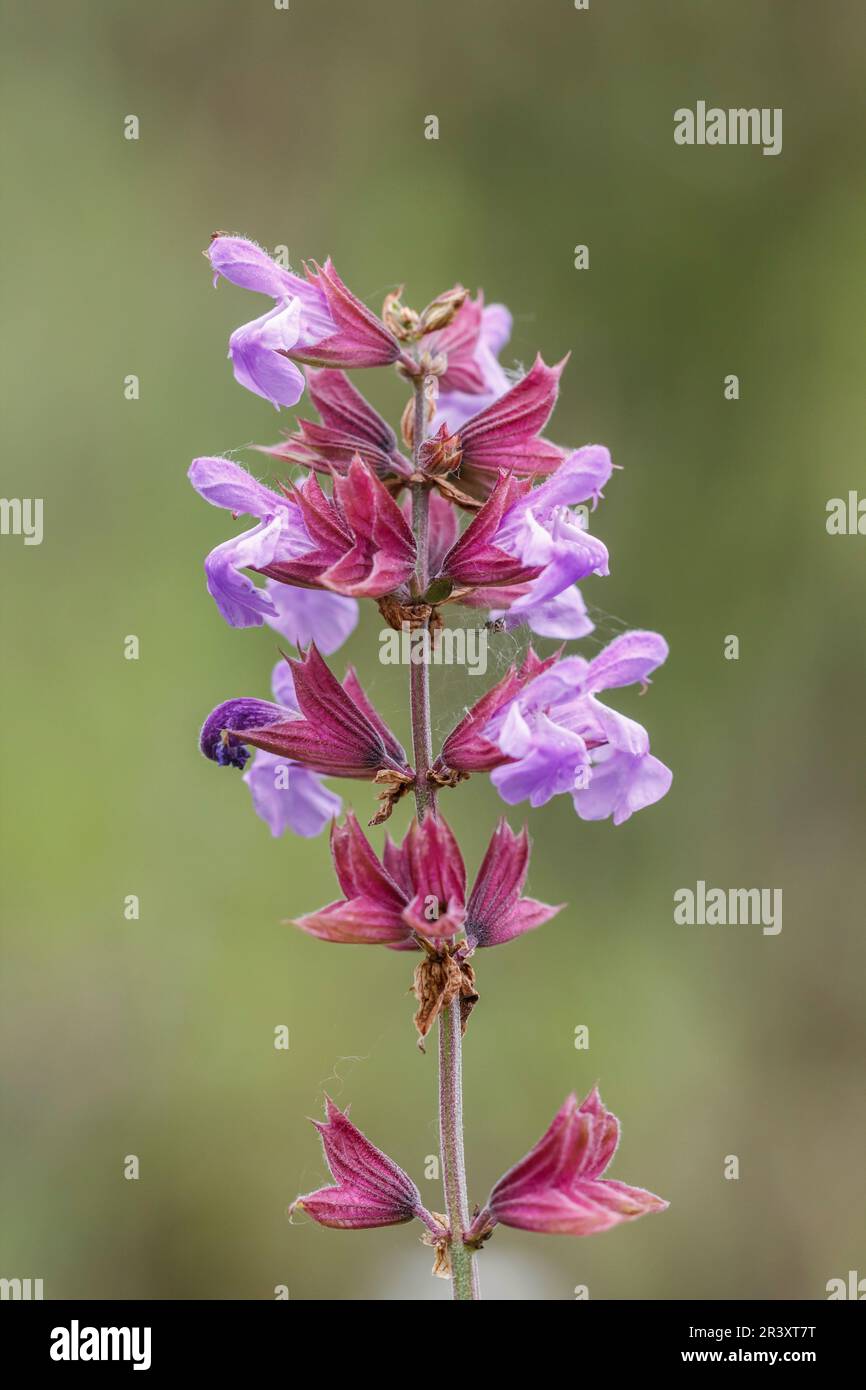 Salvia officinalis, known as Garden sage, Common sage, Culinary sage ...