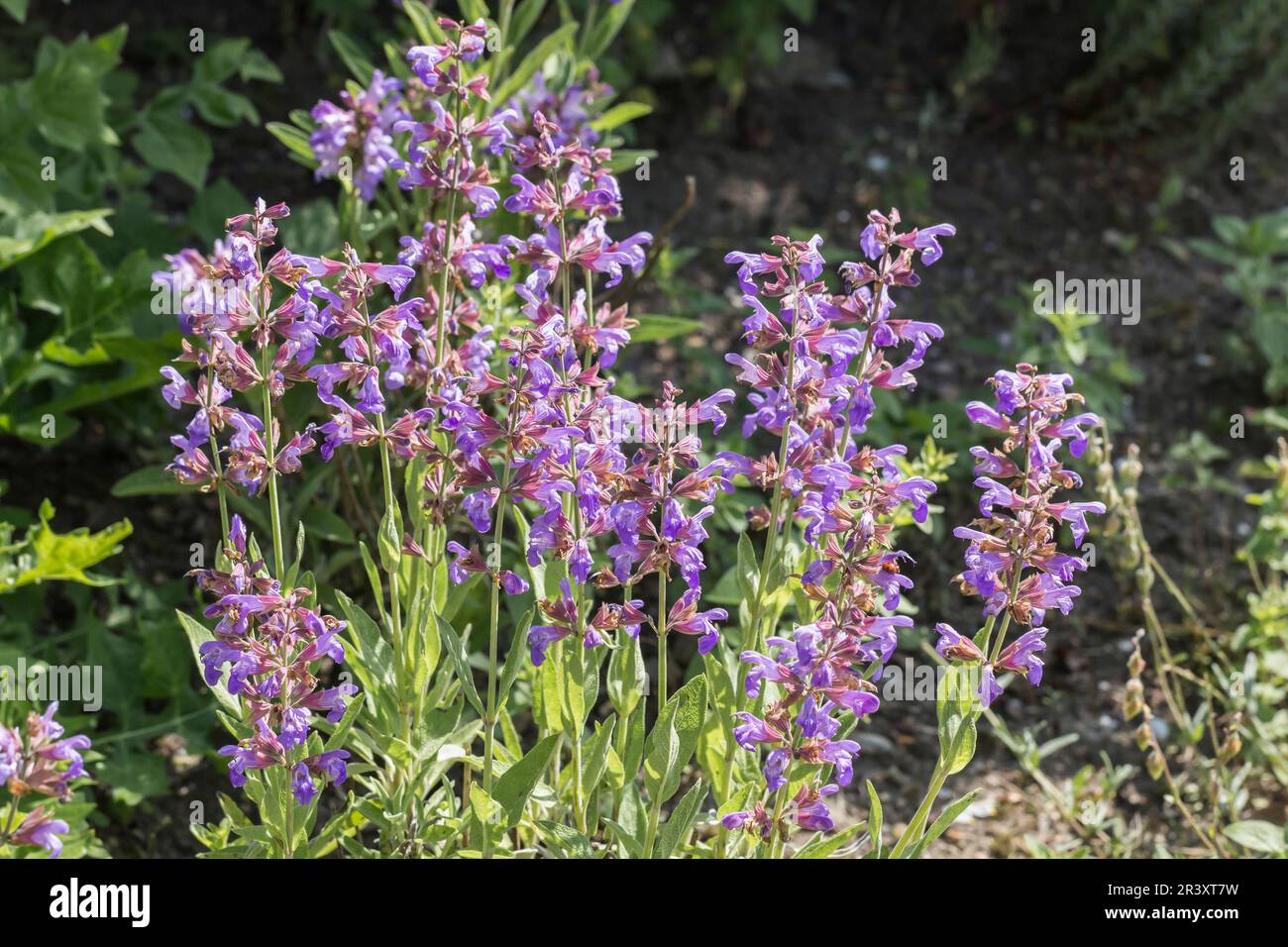 Salvia officinalis, known as Garden sage, Common sage, Culinary sage ...