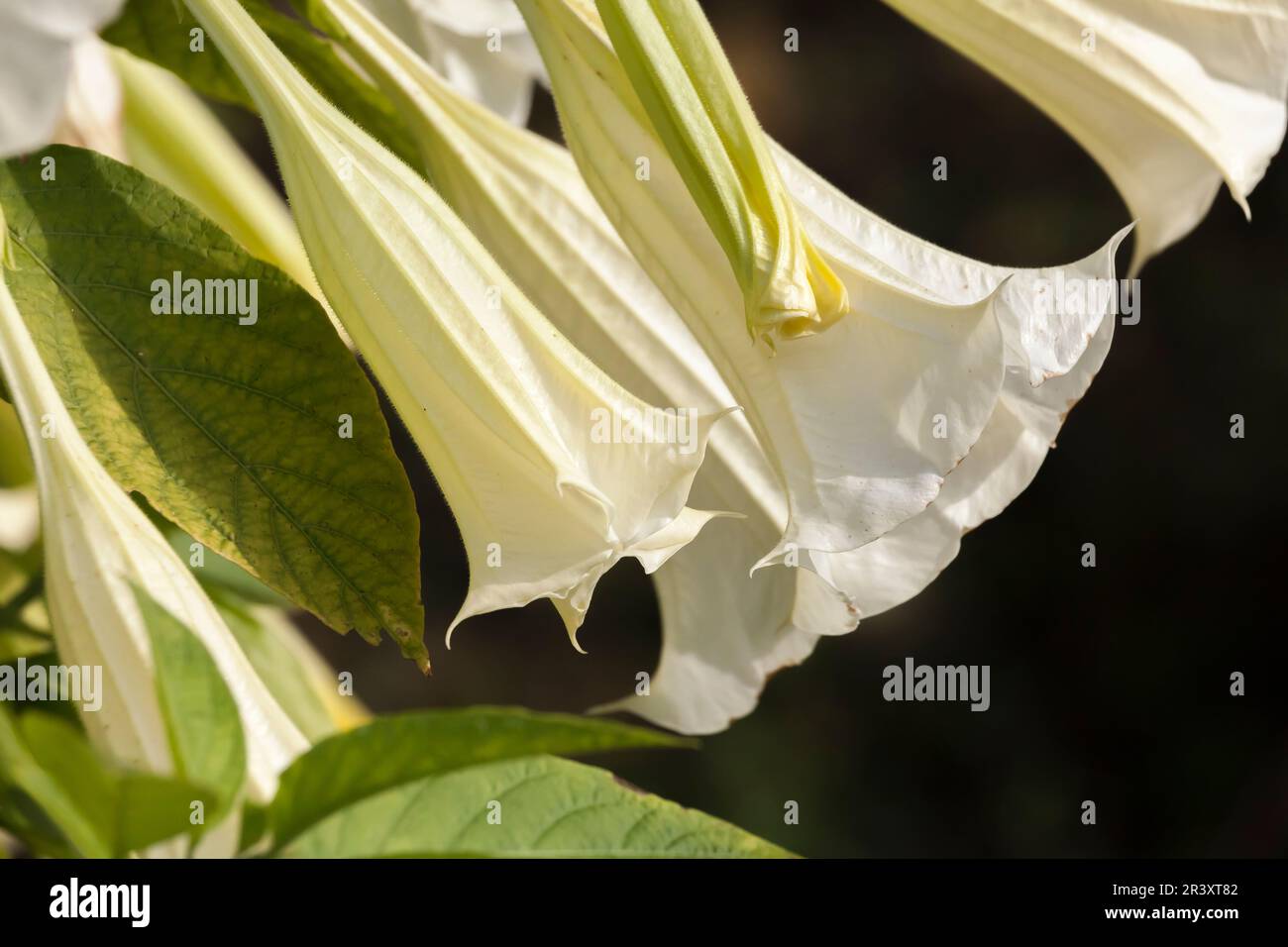 Datura species, Brugmansia, known as Angel's Trumpet Stock Photo - Alamy