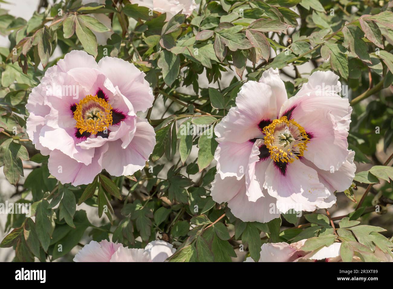 Paeonia suffruticosa, known as Snowy pagoda, Rock's tree peony, Rock's ...