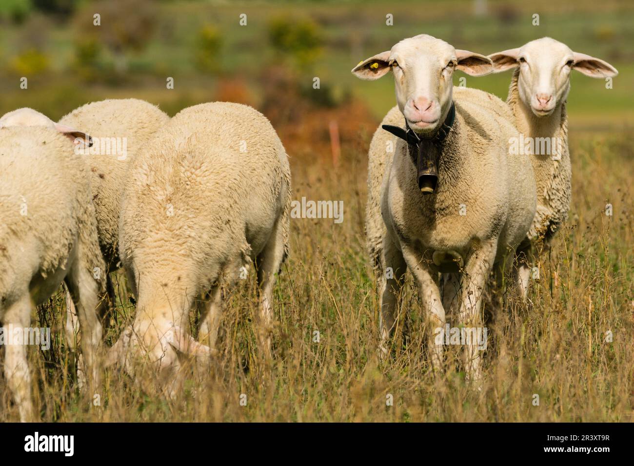 Ovejas de tierra hi-res stock photography and images - Alamy