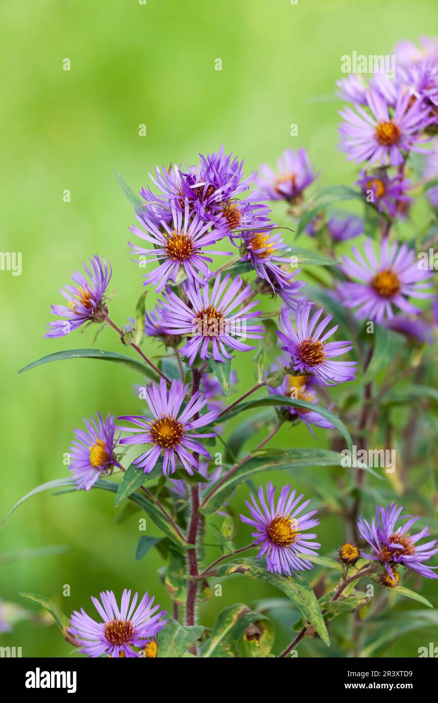 Symphyotrichum navae angliae hi-res stock photography and images - Alamy