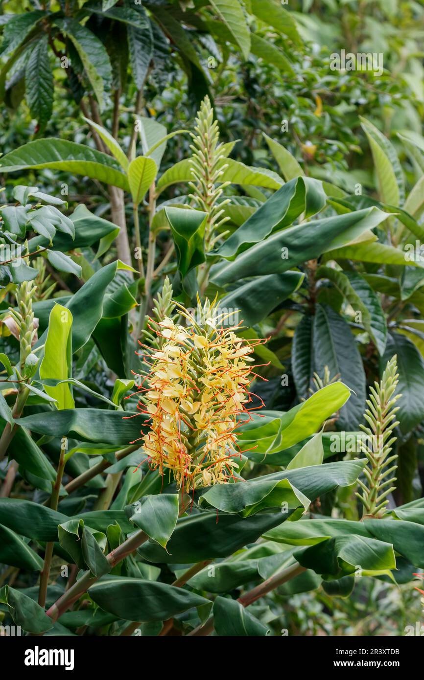 Hedychium gardnerianum, known as Kahili ginger, Yellow gingerlily ...