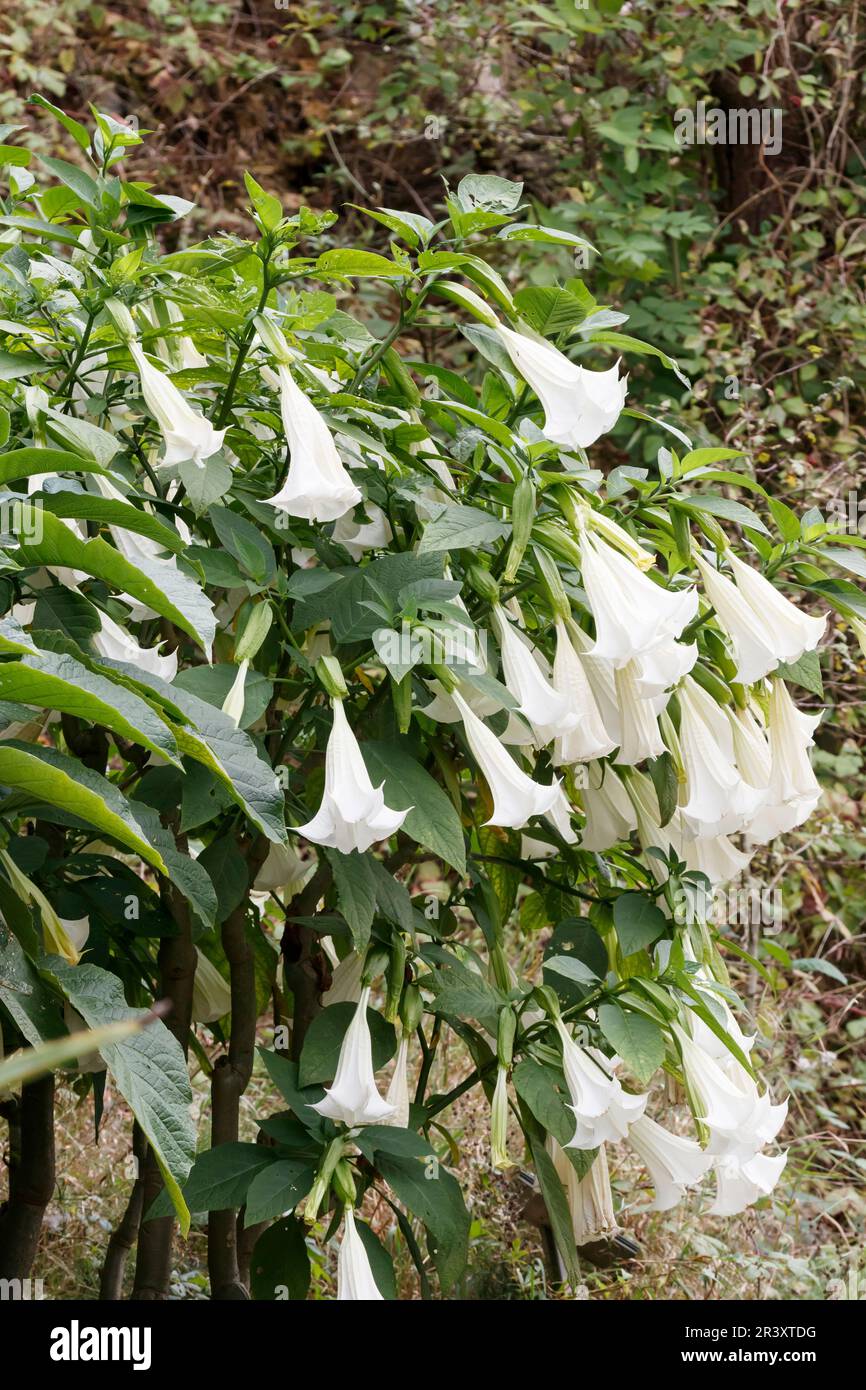 Datura species, Brugmansia, known as Angel's Trumpet Stock Photo - Alamy