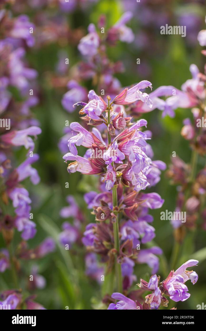 Salvia officinalis, known as Garden sage, Common sage, Culinary sage ...