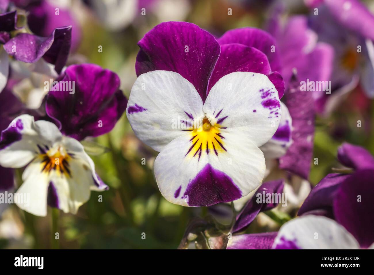 Viola cornuta hybride hi-res stock photography and images - Alamy