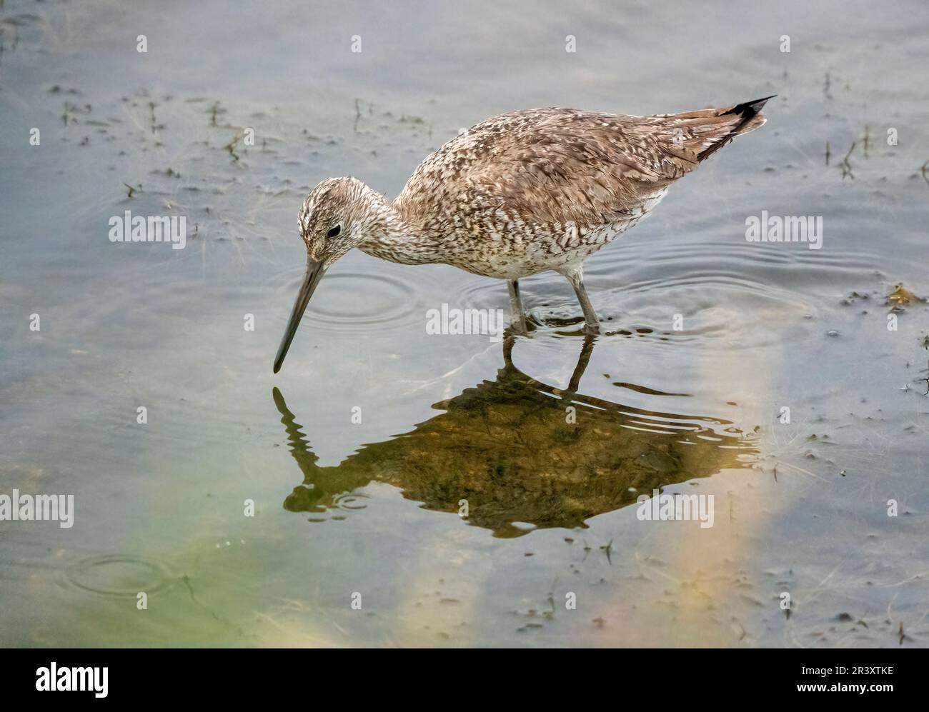 Sandpiper Wading Bird Stock Photo - Alamy