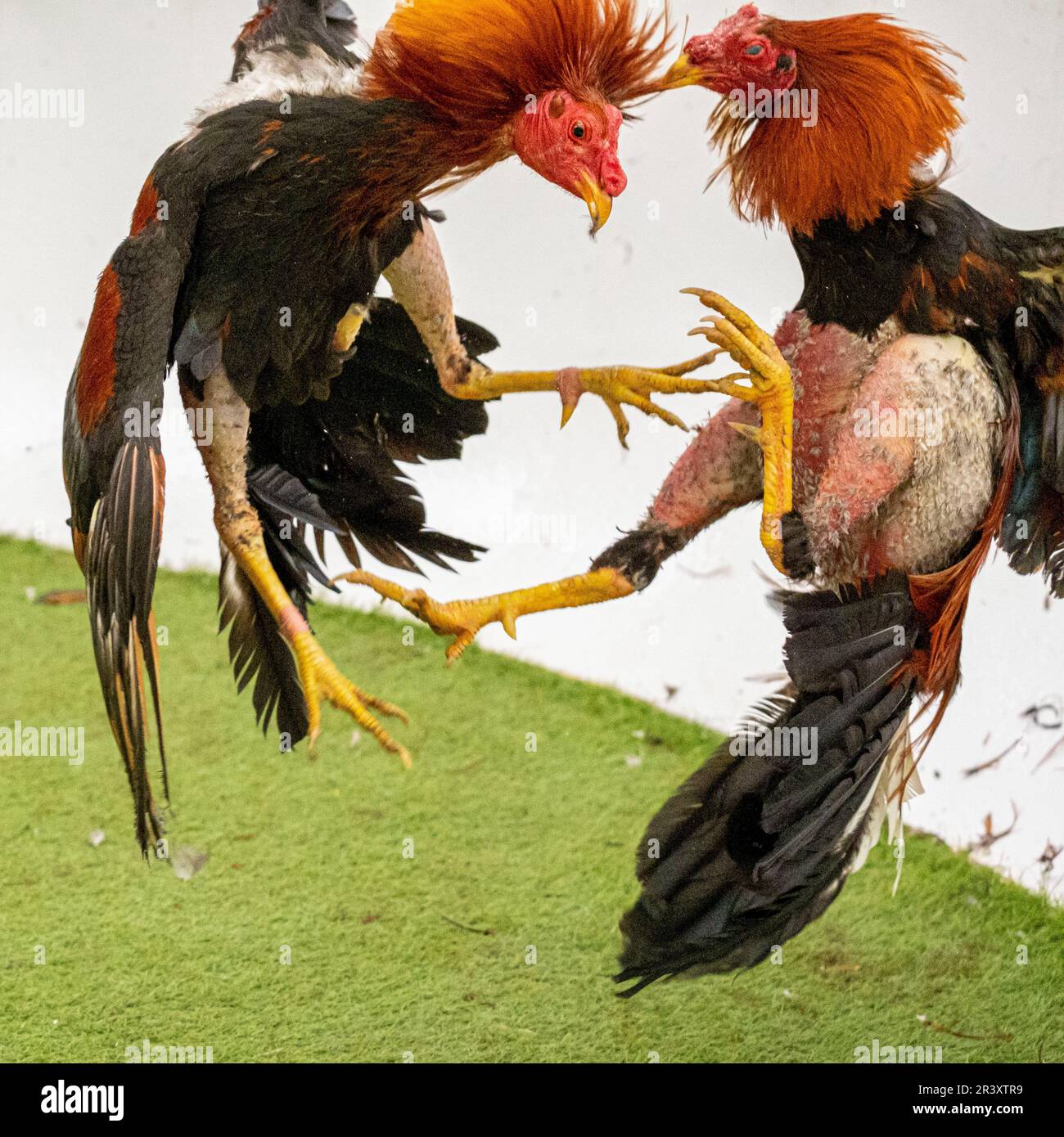 gallos de pelea, Mallorca, balearic islands, Spain Stock Photo - Alamy