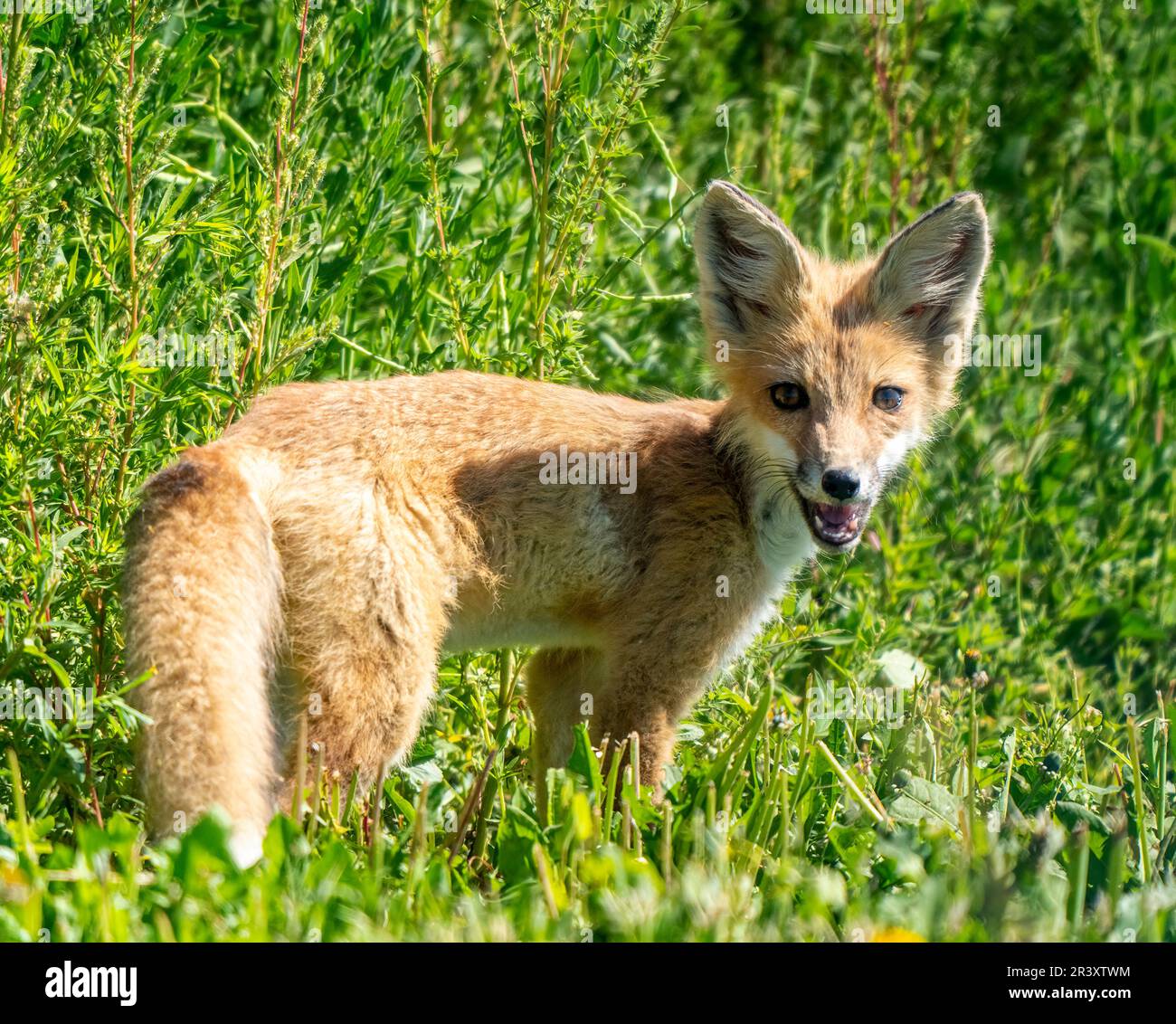 Kit fox hi-res stock photography and images - Alamy