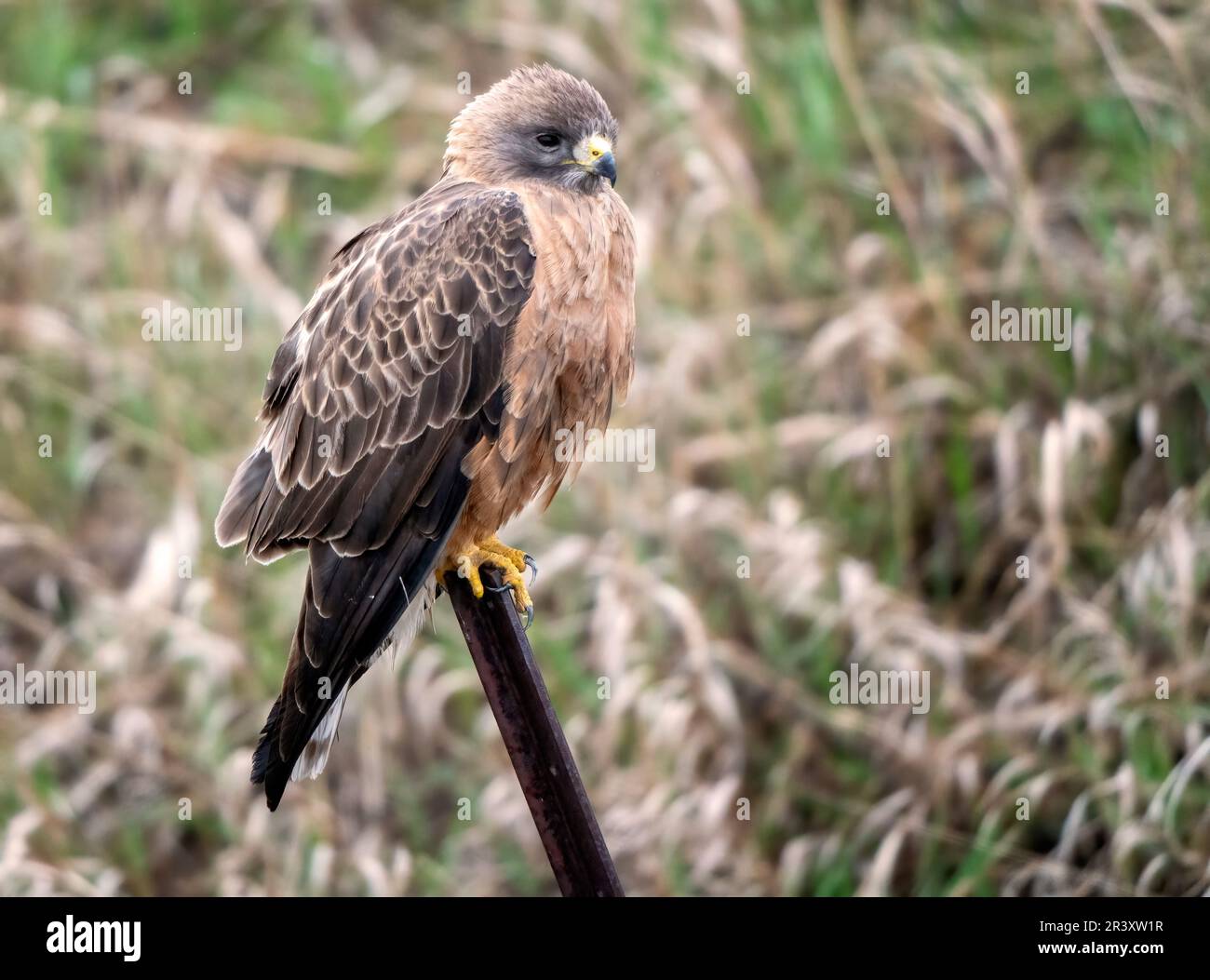 Baby hawk hi-res stock photography and images - Alamy