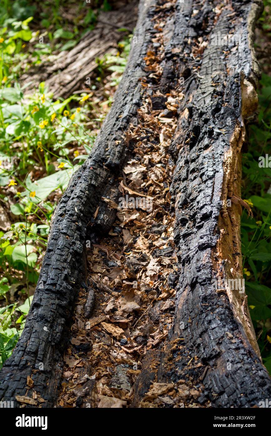 Black charred trunk of a tree lying on the ground vertically Stock ...