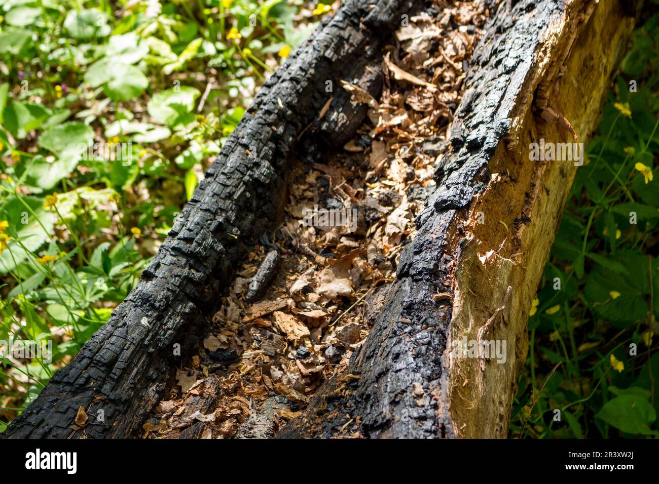 Black charred trunk of a tree lying on the ground Stock Photo - Alamy