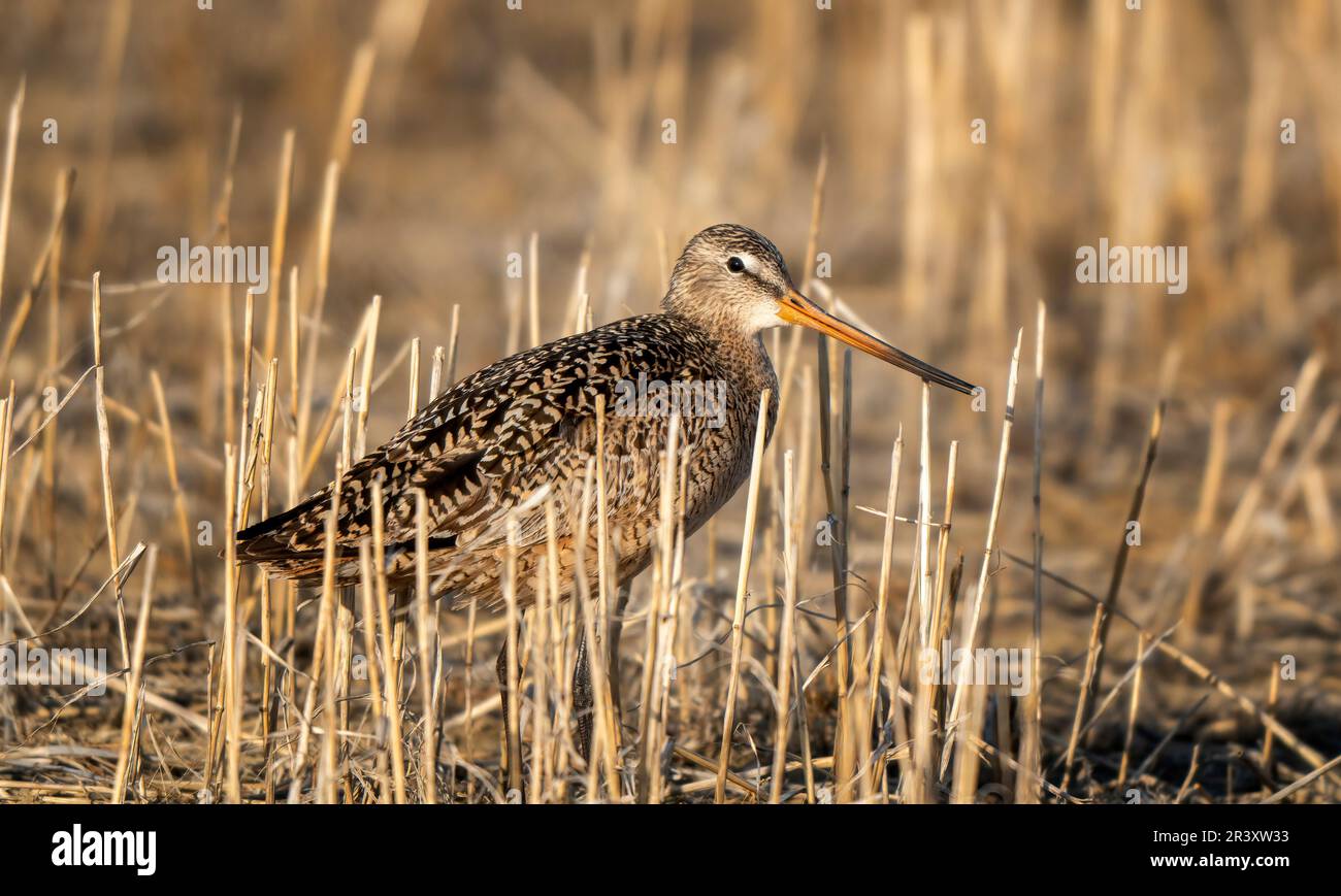 Godwit bird hi-res stock photography and images - Alamy