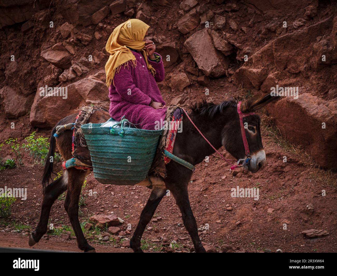 Berber woman riding a donkey, Ait Blal, azilal province, Atlas mountain ...