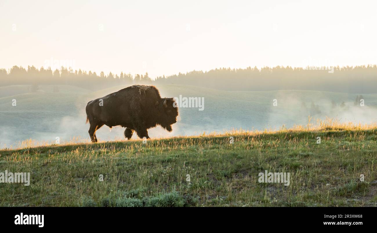 Bison Walks Across Gold Highlighted Hill Side In Hayden Valley in ...