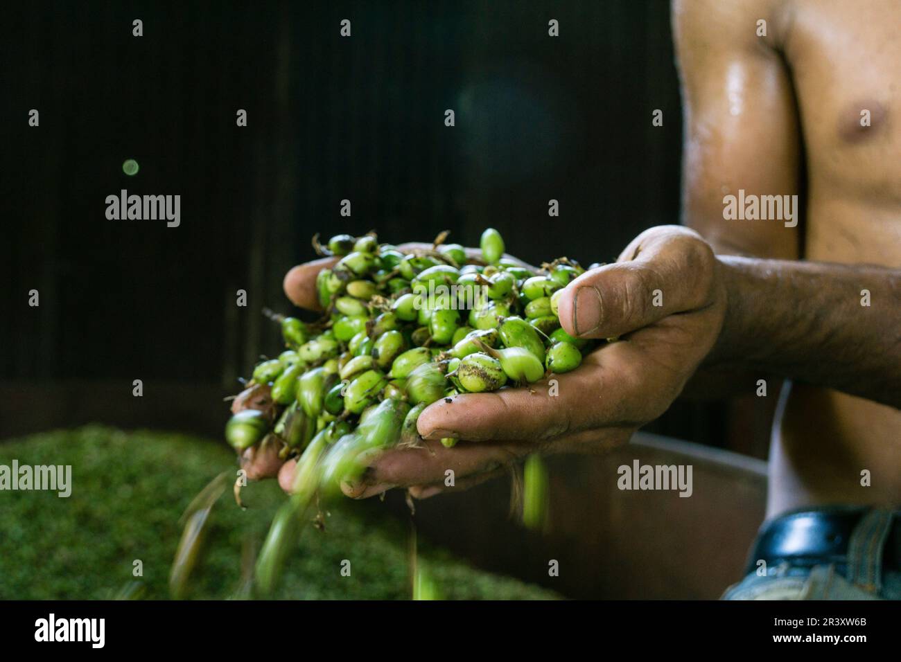 Planta de cardamomo hi-res stock photography and images - Alamy
