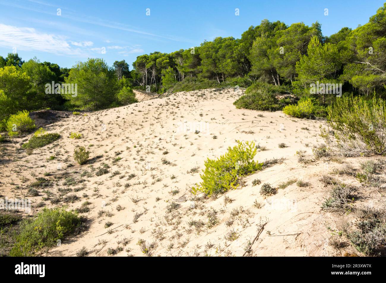 pinar-savinar en las dunas de Son Real, bahia de Alcudia, Santa ...