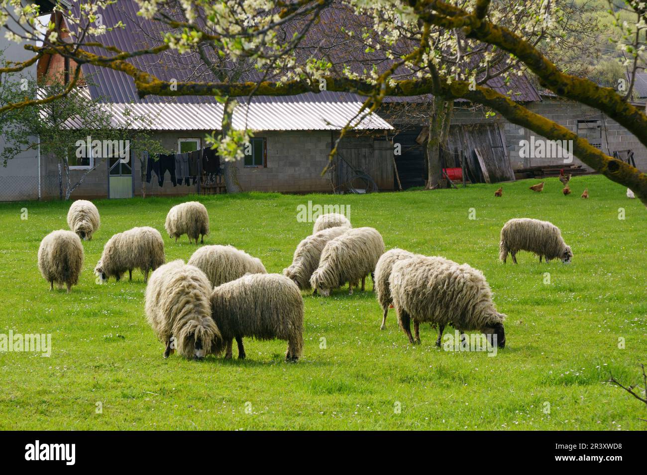 Lana de lana verde hi-res stock photography and images - Alamy