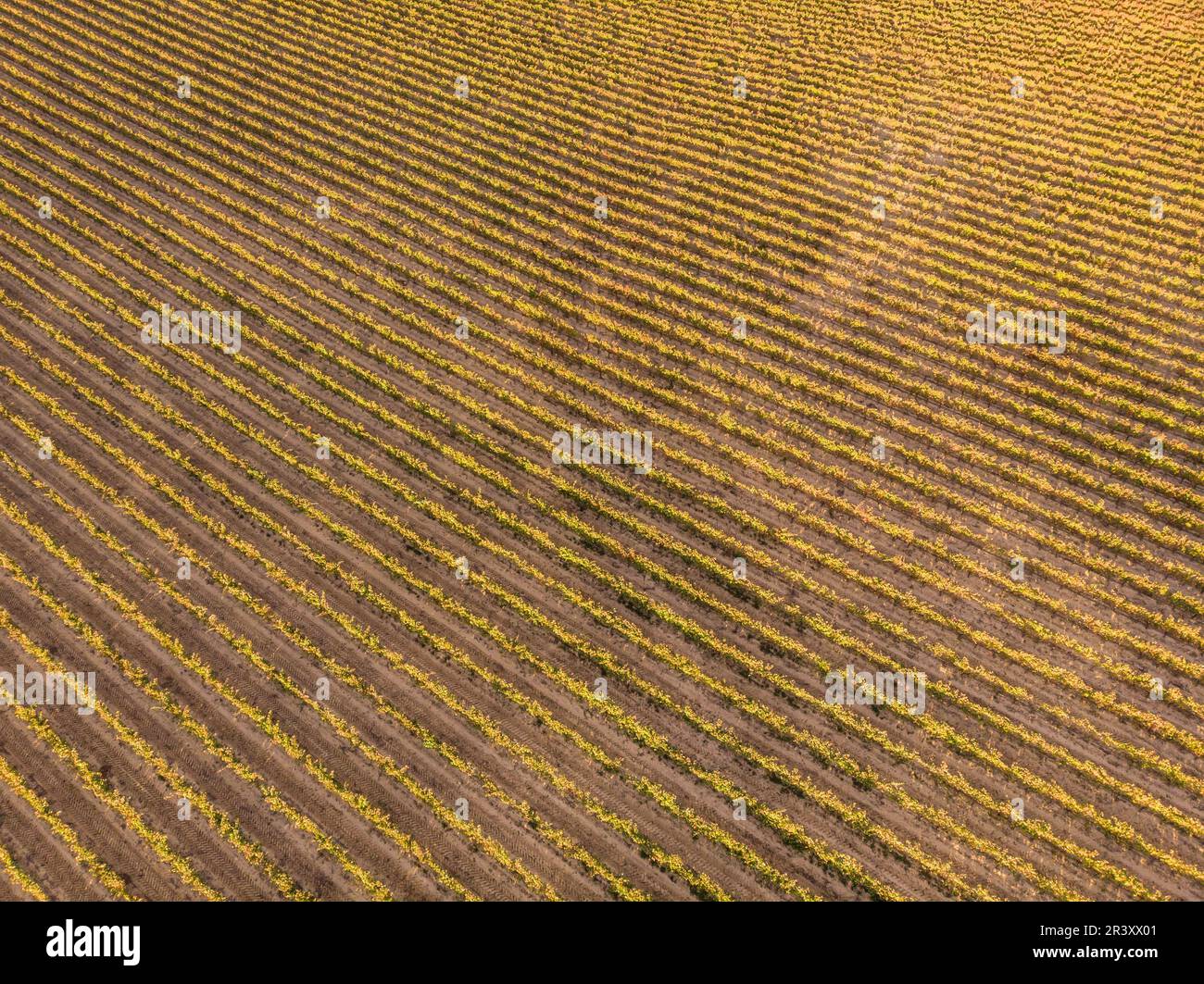 Vines at twilight hi-res stock photography and images - Alamy