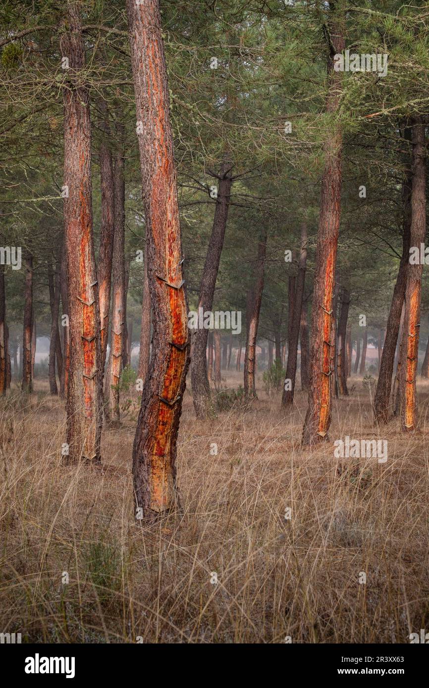 Resin extraction in a Pinus pinaster forest Stock Photo - Alamy