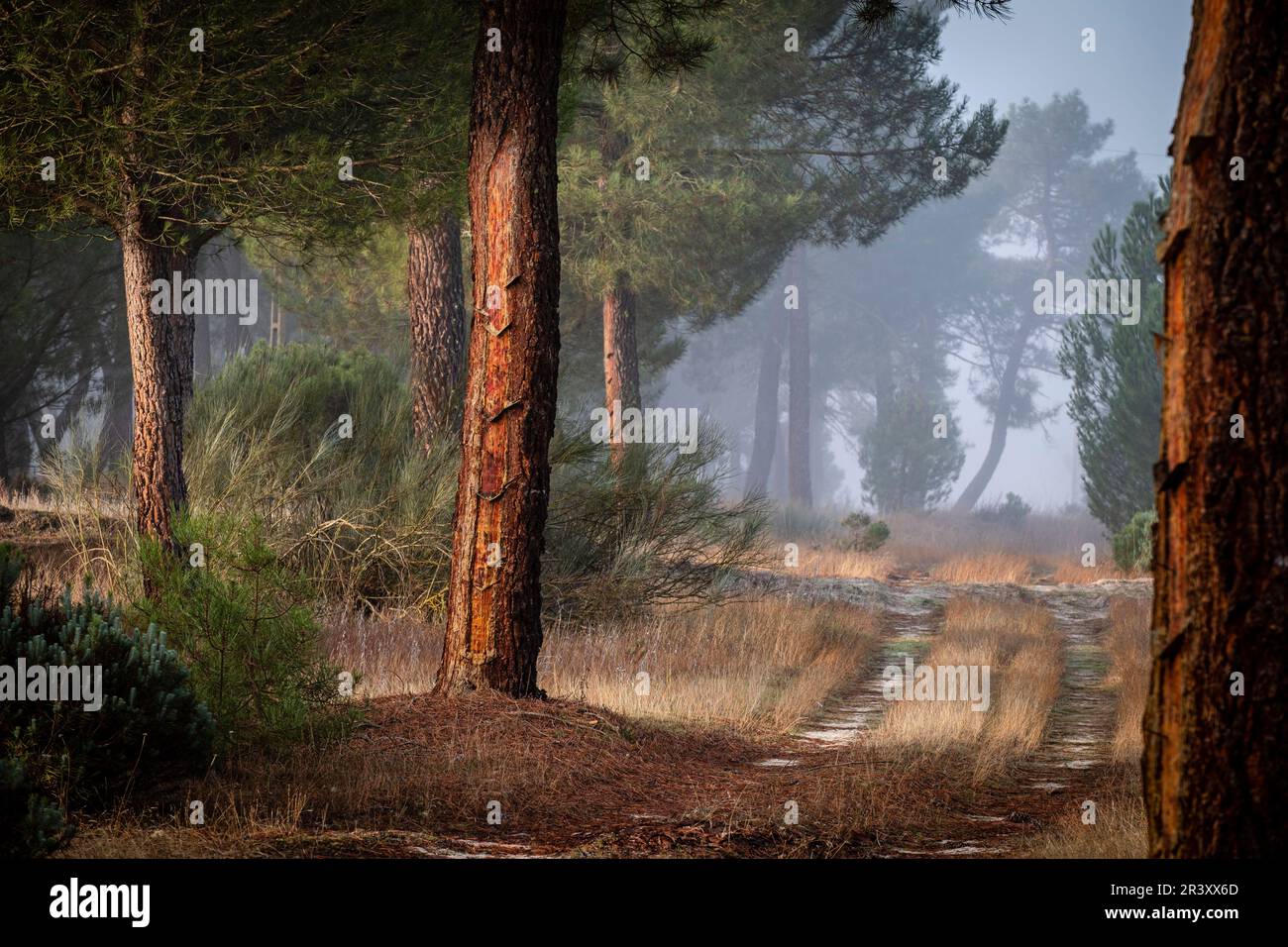 Resin extraction in a Pinus pinaster forest Stock Photo - Alamy