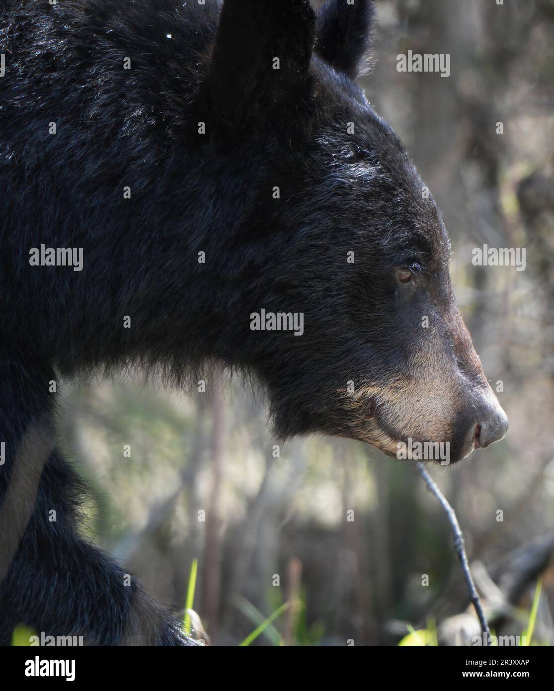 American Black Bear Close Up Hi res Stock Photography And Images Alamy American Black Bear Close Up Hi res Stock Photography And Images Alamy